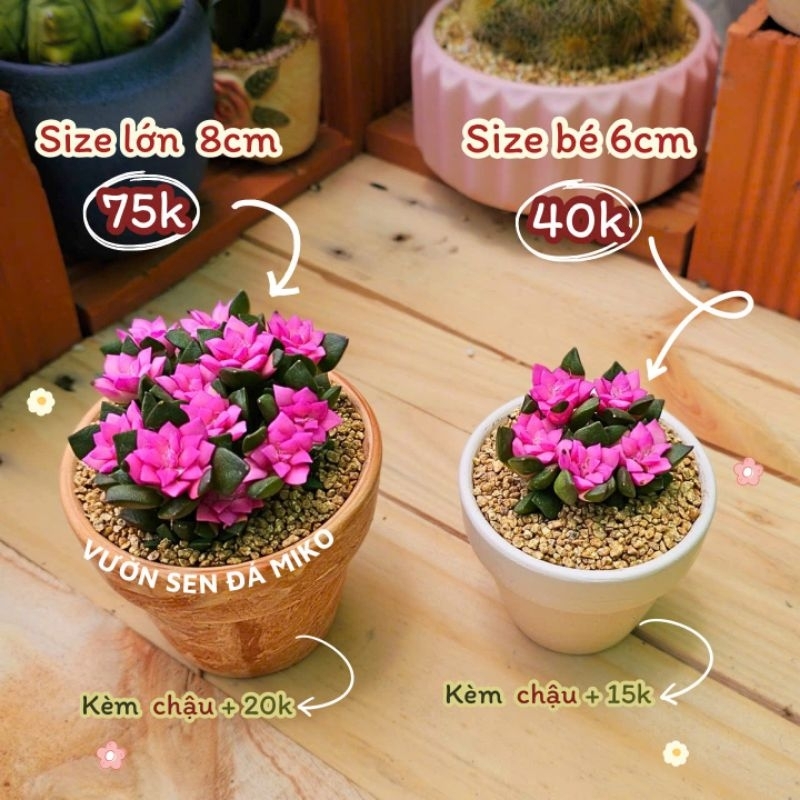 Sen đá Hồng Sao cả bụi màu dễ thương như ảnh có sẵn tại vườn MIKO ...