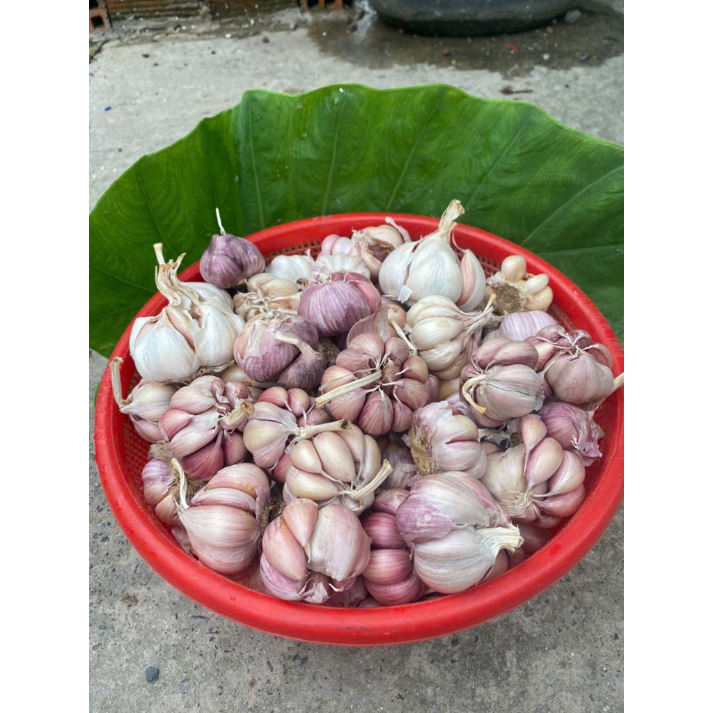 Tỏi tím phan rang tỏi tía khô bao chuẩn tỏi NINH THUẬN thơm ngon ...
