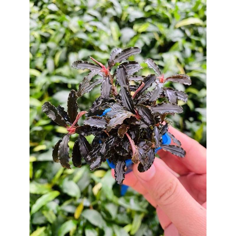 Bucep Phantom - Cây Thuỷ Sinh | Shopee Việt Nam