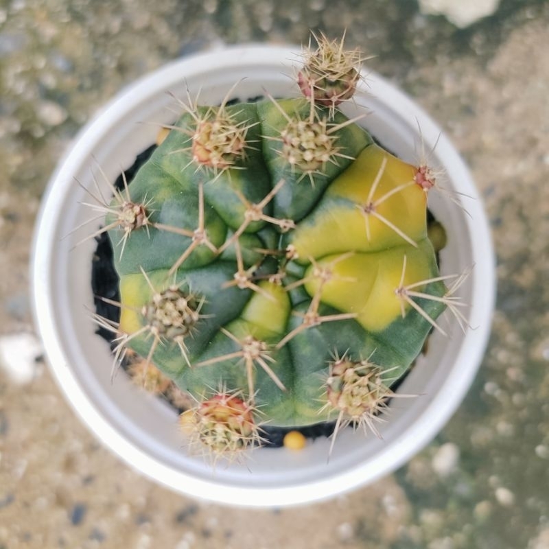 Xương rồng Damsi lem 4-5cm | Shopee Việt Nam
