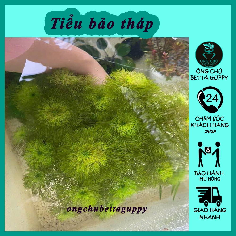 Rong tiểu bảo tháp (1nhánh) - thủy sinh lọc trong nước cho hồ cá tép ...