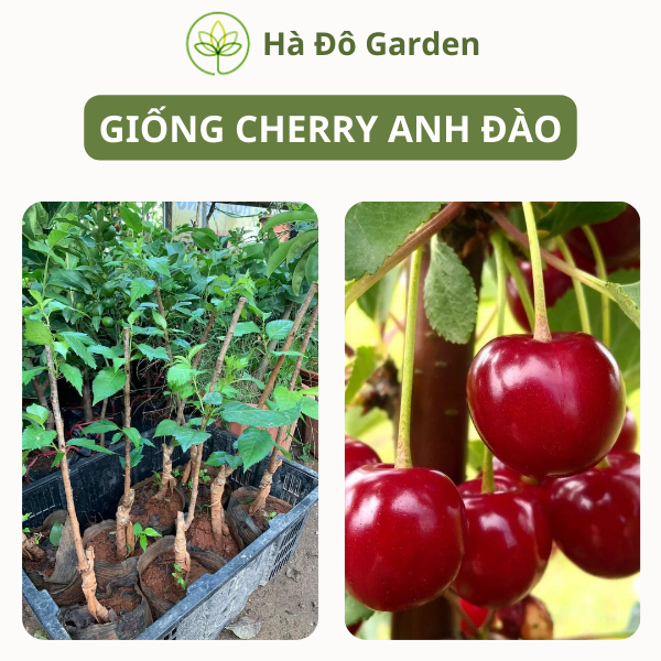 Cây giống cherry anh đào, giống cây nhập khẩu thế hệ mới, cho quả sau ...
