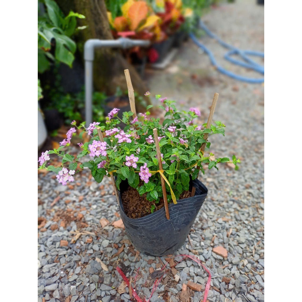 Cây trâm ổi tím rũ, ngũ sắc tím rũ 20-30cm(chỉ giao hỏa tốc HCM ...