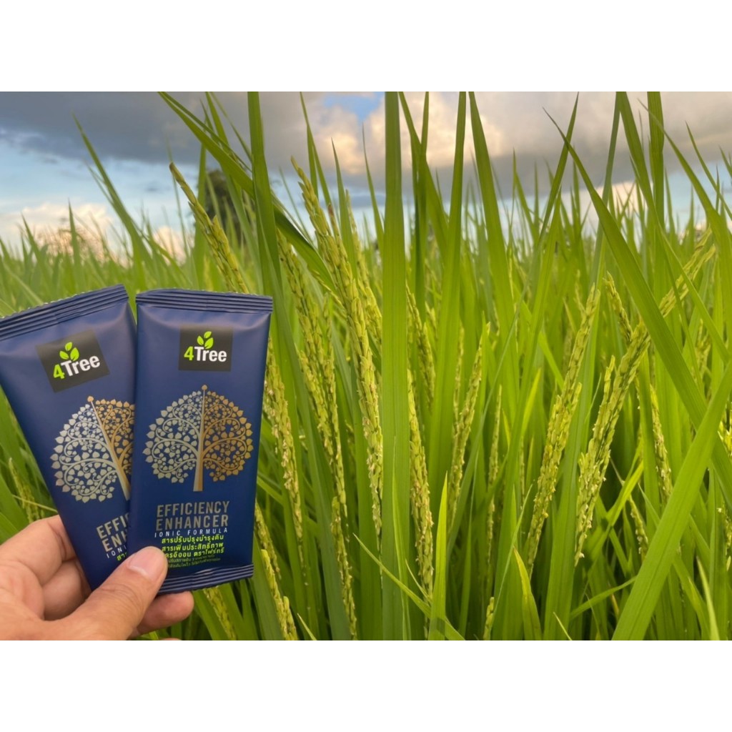 combo 5 gói 4tree phân bón hữu cơ chính hãng Thái Lan | Shopee Việt Nam