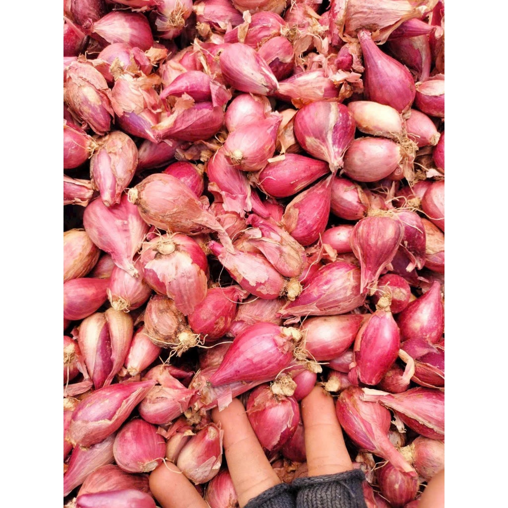 1kg - Hành tím Phan Rang khô | Shopee Việt Nam