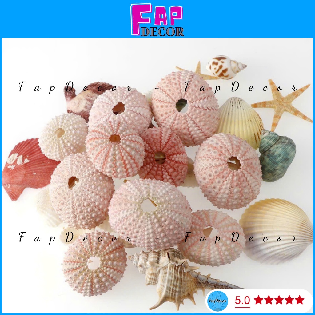 (CON NHUM)NHÍM BIỂN THIÊN NHIÊN DECOR TRANG TRÍ NHÀ CỬA, LÀM VƯỜN, ĐÈN ...