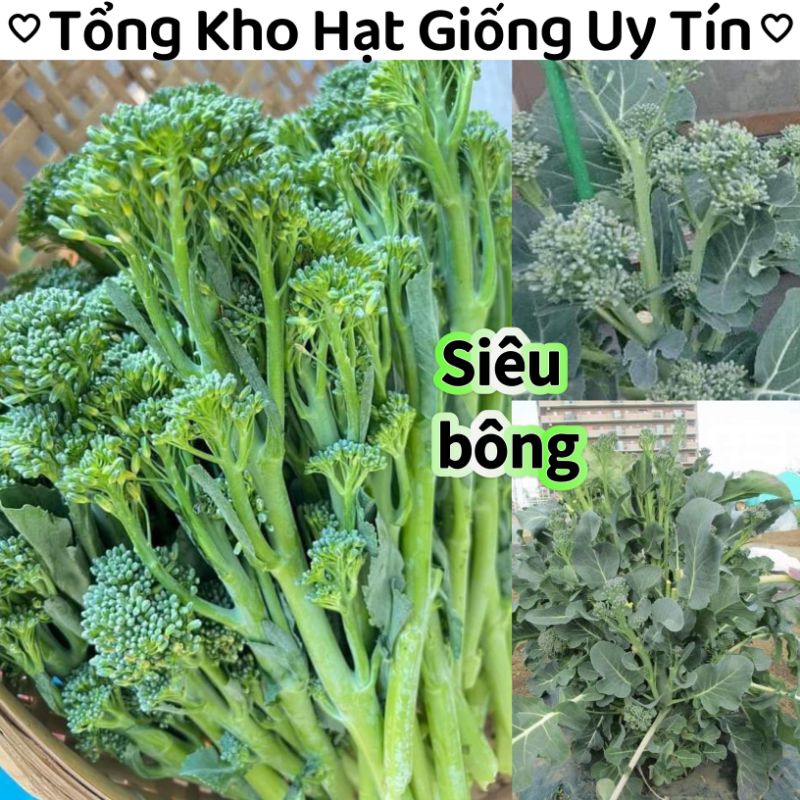 Hạt Giống SupLo Baby Siêu Bông,💯 Ăn Cực Ngon, nhanh thu hoạch | Shopee ...