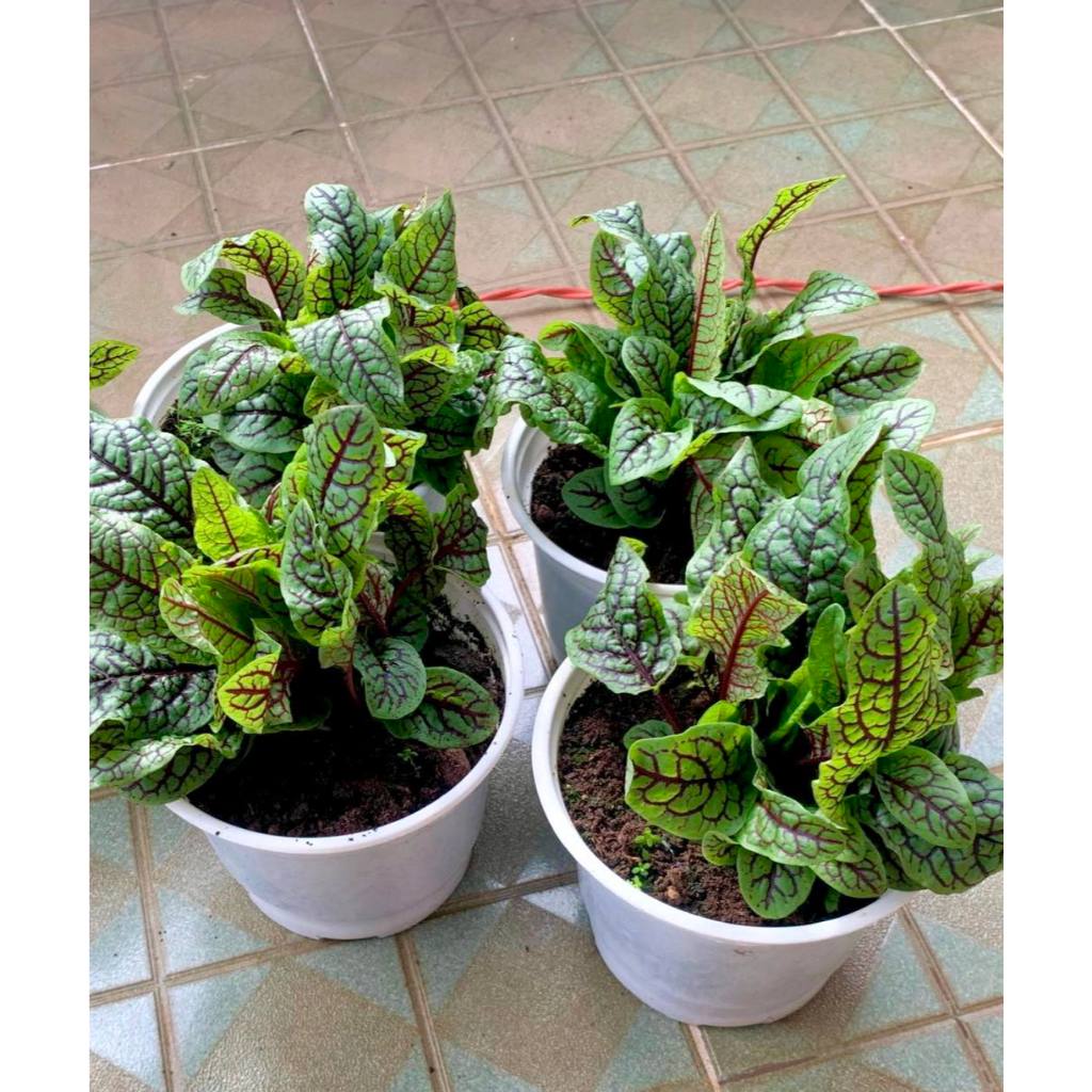 Cây Rau Cải Chua Sorrel - Rau chua gân đỏ Jun Garden | Shopee Việt Nam