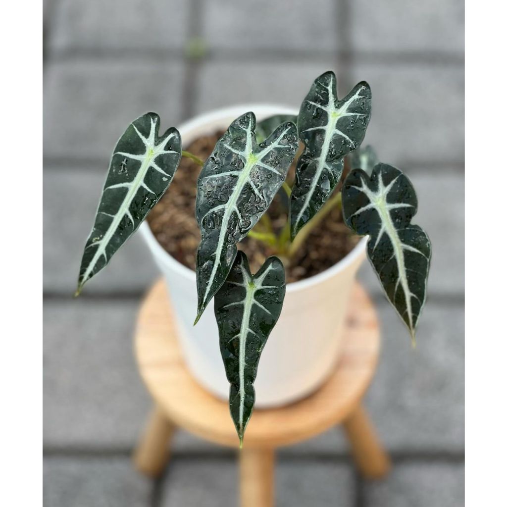 Cây ráy môn quan âm bụi - Alocasia Bambino - Cây cảnh decor, kiểng lá ...