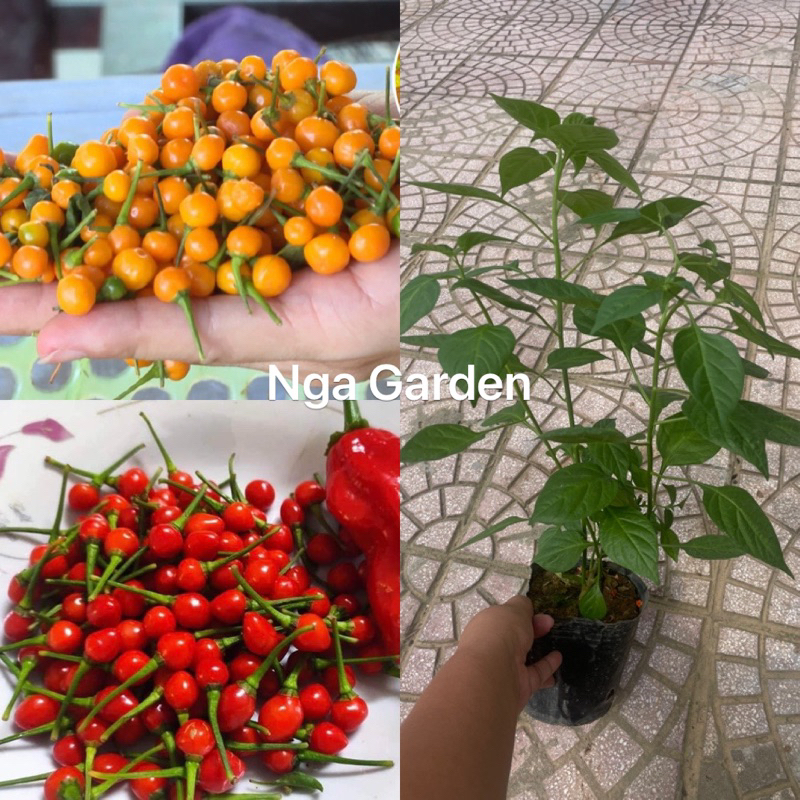 Cây ớt Peru Charapita ớt peru vàng peru đỏ thơm cay | Shopee Việt Nam