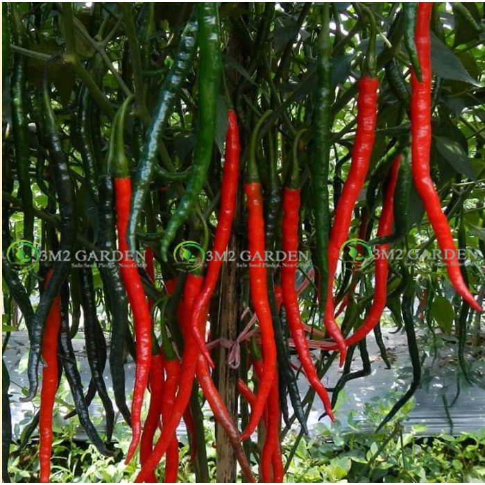 [Hạt giống Đài Loan] Gói 20 hạt ớt cay Long Chili siêu dài | Shopee ...