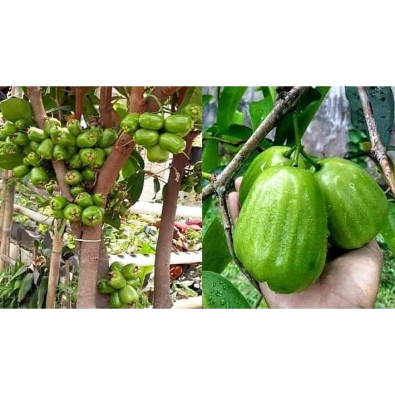 Cây giống mận roi InDo ( siêu ngọt, siêu trái) | Shopee Việt Nam