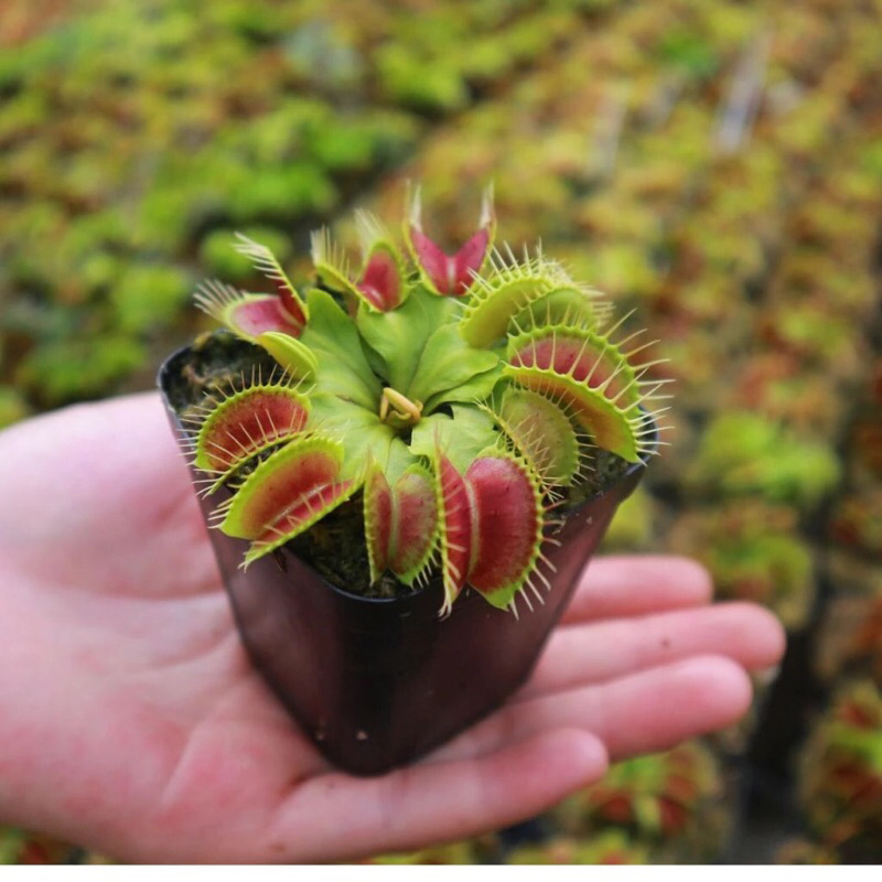Venus Flytrap, bẫy kẹp, bắt mồi, DB, B52, G16, Maroon, Trang trí vườn | Shopee Việt Nam