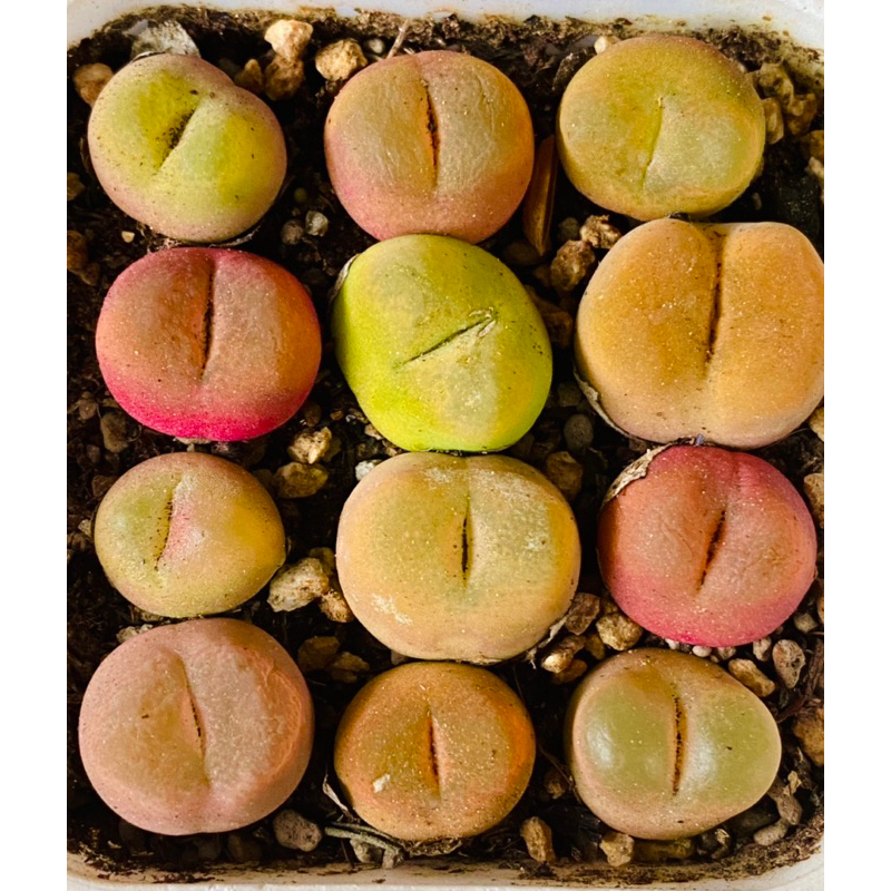 Chậu Cono Táo 12c size trên 1cm [hình chính chủ] | Shopee Việt Nam