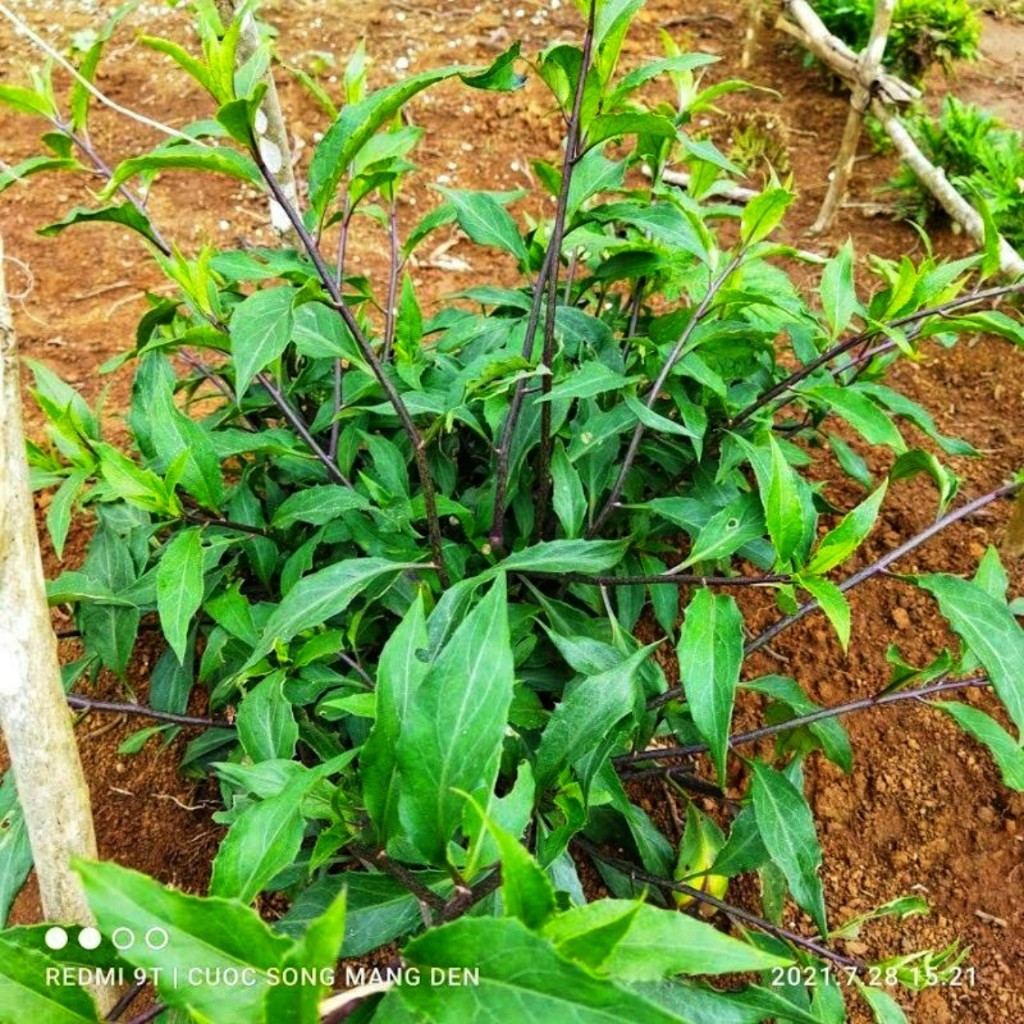 Cây giống rau rừng combo 3 bầu rau lủi nguyên bầu ăn ngọn xào tỏi có ...