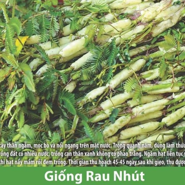 Hạt Giống Rau Nhút Rau Rút Dút - 1 gói 50 hạt | Shopee Việt Nam