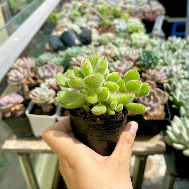 Sen Đá Tai Gấu - size Bầu - Đơn 100k : 14h->21h có quà tặng ạ | Shopee ...