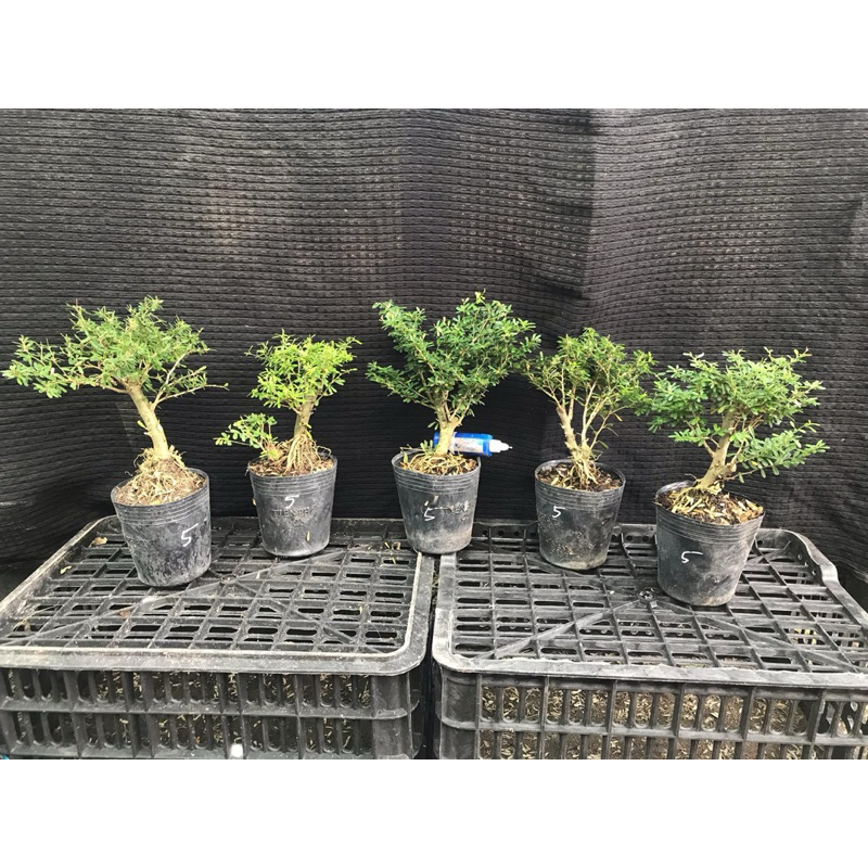 cây linh sam 86 mini giao ngẫu nhiên | Shopee Việt Nam