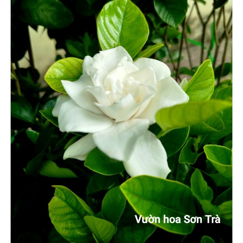 (VHST giao trong ngày) CÂY HOA DÀNH DÀNH (BẠCH THIÊN HƯƠNG) hoa kép ...