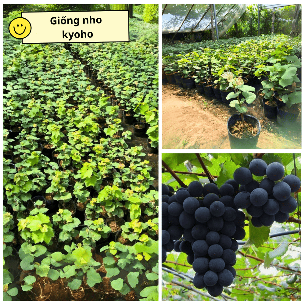 Cây Giống Nho Kyoho Đen – Trái To, Dễ Chăm, Nhanh Thu Hoạch, Giao Hàng ...