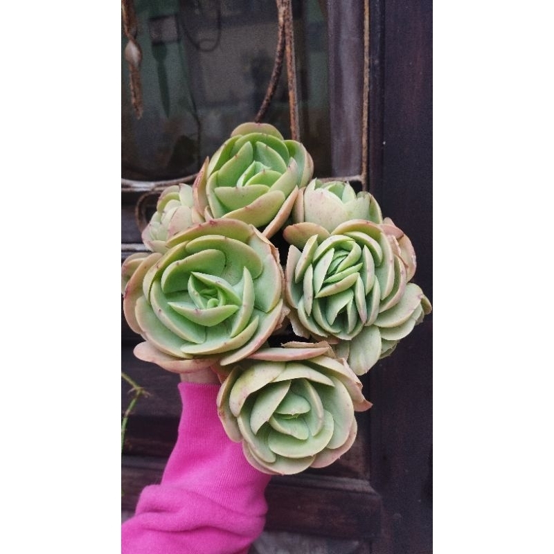 Sen đá bèo pháp nhiều đầu chung gốc | Shopee Việt Nam