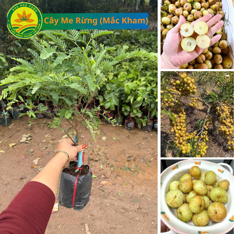 Cây giống Me Rừng ( Mắc Kham), loại cây ăn quả vừa có vị đ ộc đáo món ...