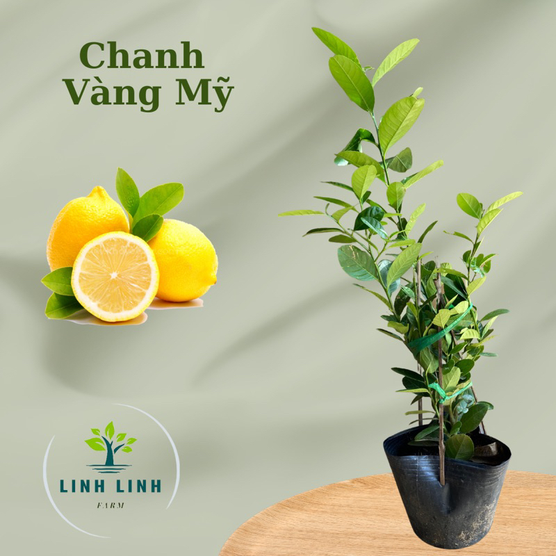 CHANH VÀNG MỸ giống (50-70cm) ảnh thật | Shopee Việt Nam