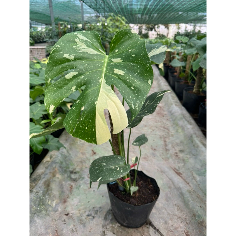 Monstera delicosia Thaicons khỏe đẹp đang up size 30-40cm | Shopee Việt Nam