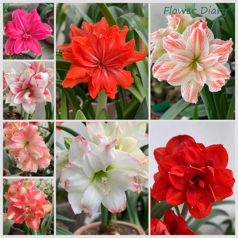 Củ giống (CỦ CON) hoa loa kèn | lan huệ cánh kép | Shopee Việt Nam