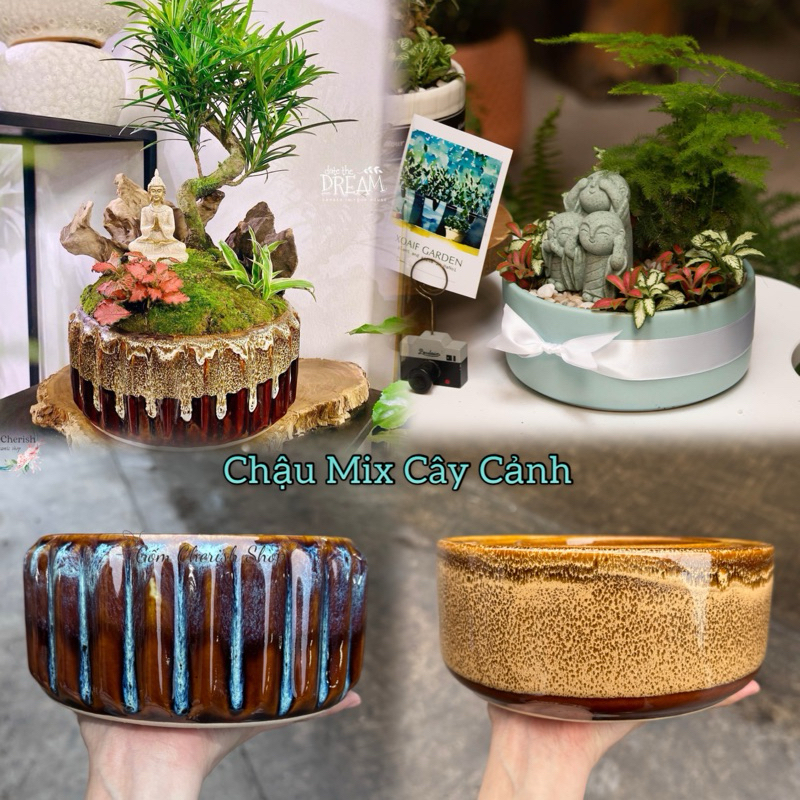 Chậu trồng cây cảnh để bàn, mix cây cảnh sen đá. | Shopee Việt Nam