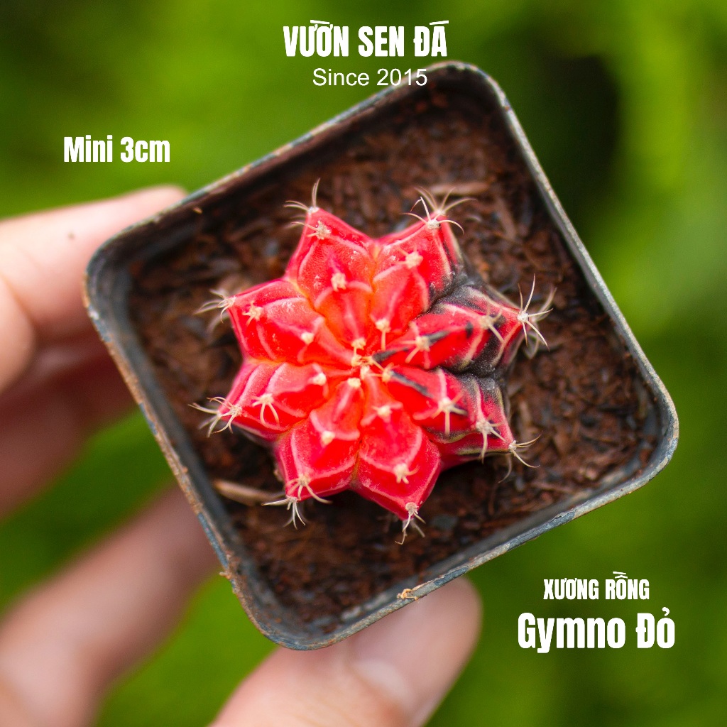 Xương rồng Gymno đỏ 3cm - Vườn sen đá | Shopee Việt Nam