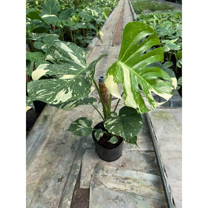 Monstera Delicosia Thaicons cây giống hight var | Shopee Việt Nam