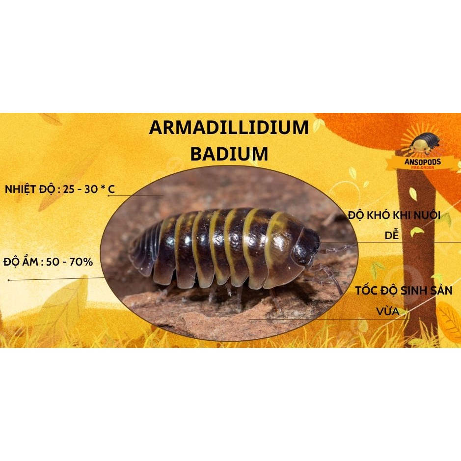 Isopod Mô hình Isopod Armadillidium Badium | Shopee Việt Nam