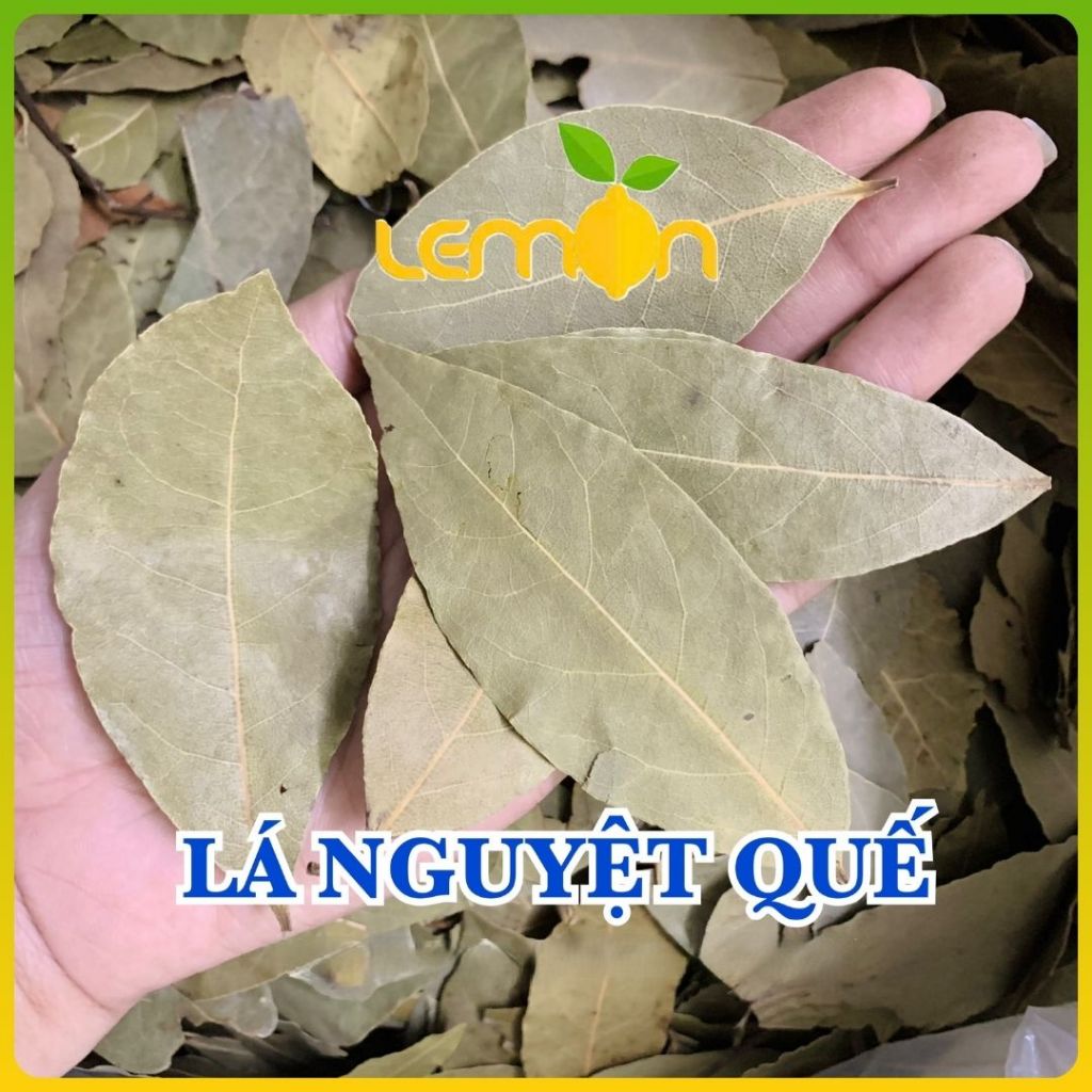 Lá nguyệt quế đẹp - Combo lá nguyệt quế thu hút tài lộc, vận may ...