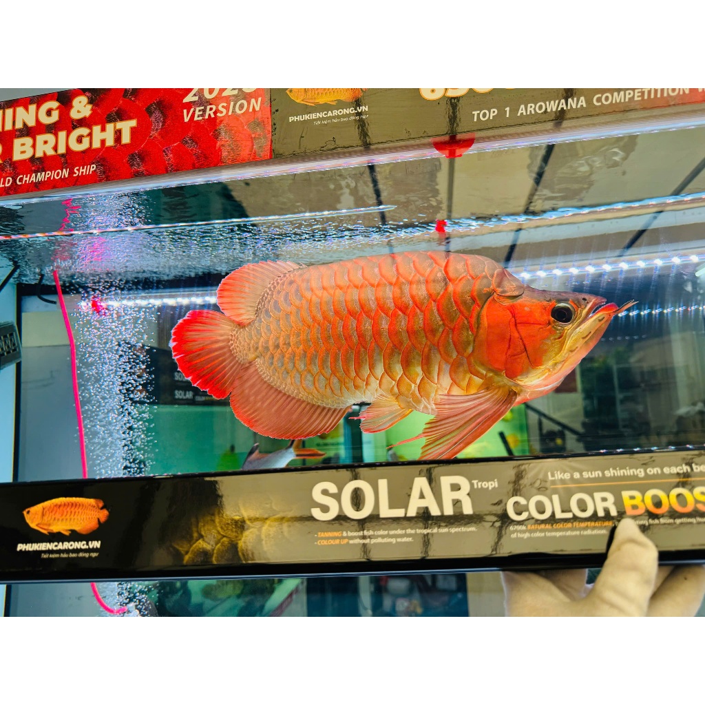🔴ĐÈN HỒ CÁ SOLAR COLOR BOOSTER MODEL 2025 MỚI NHẤT DÙNG MẪU TEM NÀY ...