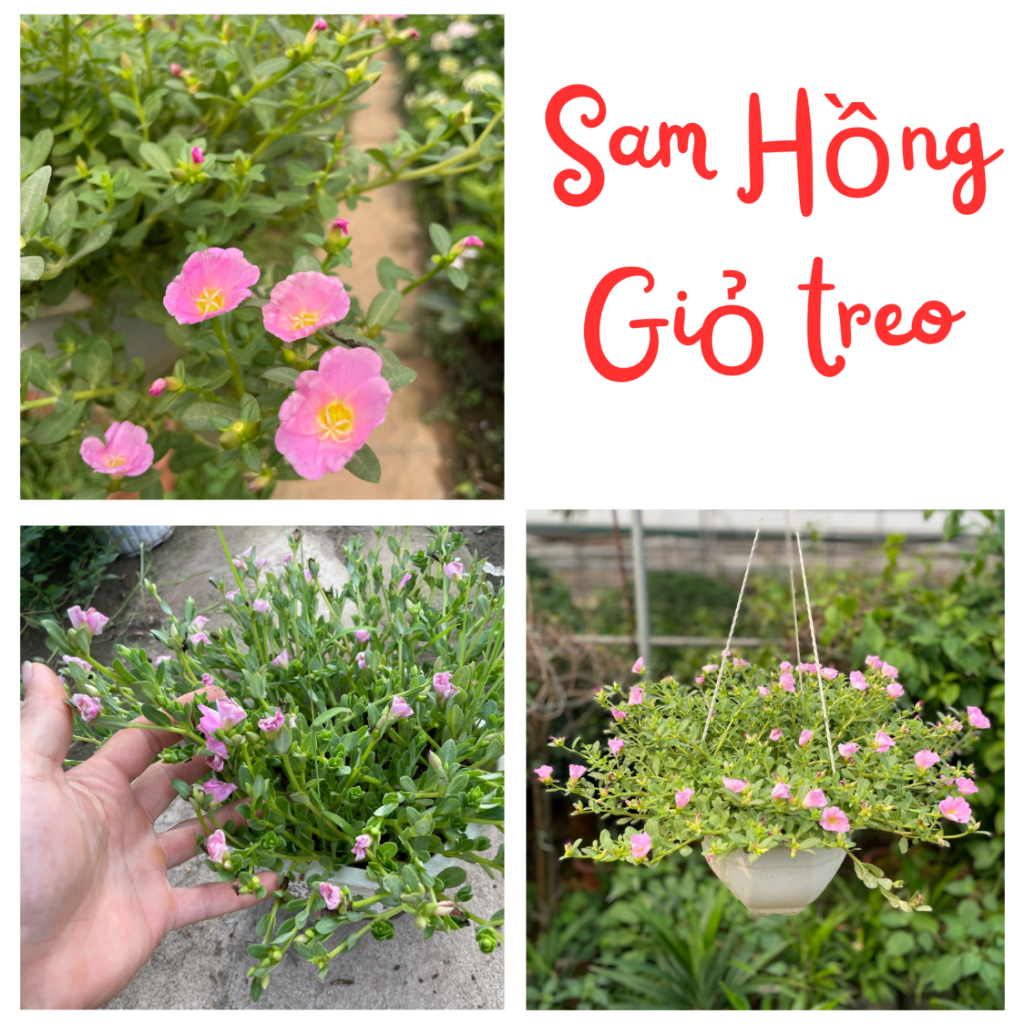 Cây hoa SAM HỒNG giỏ treo (Chỉ giao miền Bắc+Bắc miền Trung) | Shopee ...