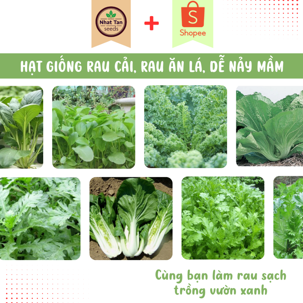 Hạt giống rau cải, rau ăn lá tương đối dễ nảy mầm - Hạt giống Nhật Tân ...