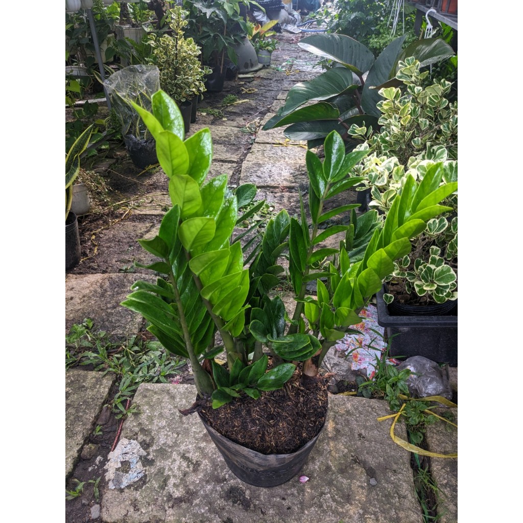 Cây Kim Tiền (Hợp mênh Kim, Thủy, Hỏa) Cây phong thủy, trang trí nhà ...