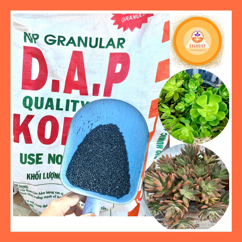 phân bón NPK DAP KOREA (18-46-0) bổ sung thêm biohumic giúp dưỡng tượt ...
