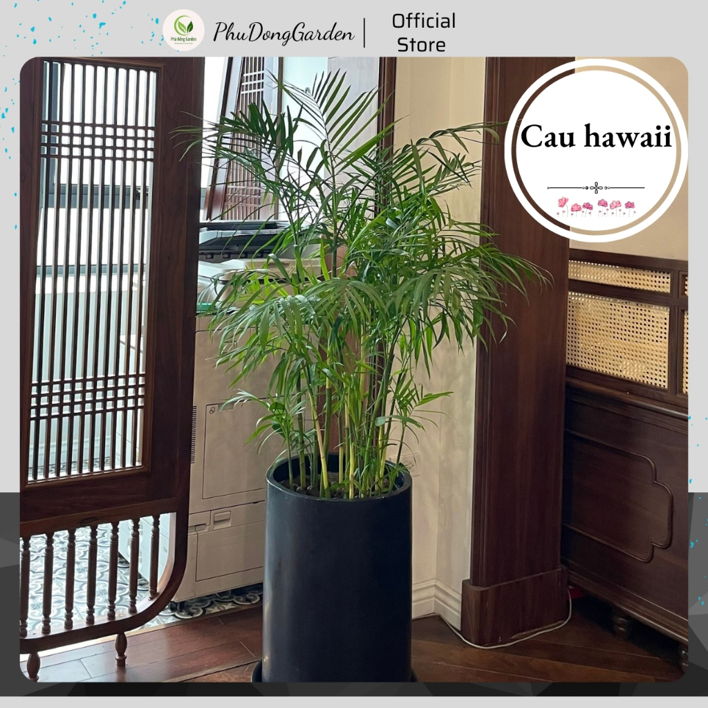 Cau Hawaii cao 1m tán sum xanh mướt trồng trong nhà | Cây phong thủy ...