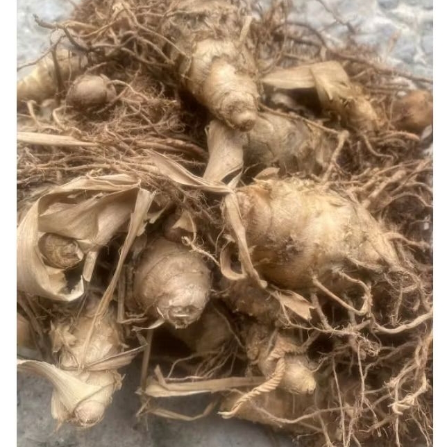 1Kg CÙI LÙN GIỐNG Siêu CỦ nhanh mọc mầm đã nhặt sạch | Shopee Việt Nam