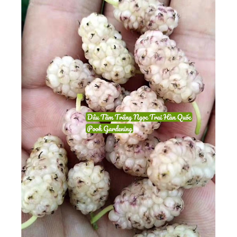 Tree Dâu trắng Hàn Quốc | Shopee Việt Nam