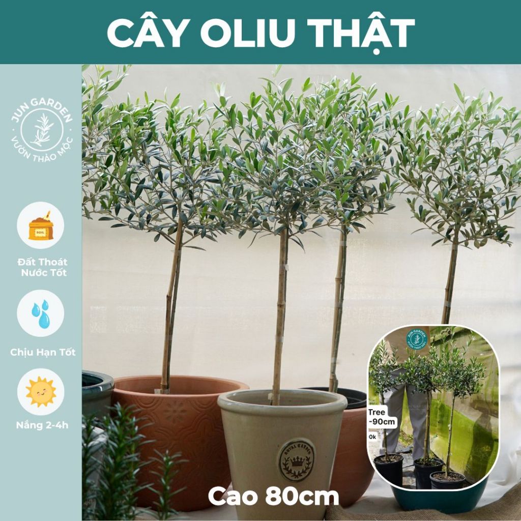 Cây Oliu Thật - Dáng Tree Cao 80cm Olive Tree Jun Garden | Shopee Việt Nam