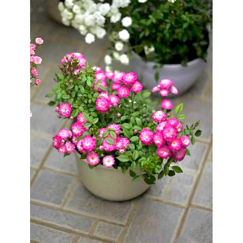 Cây Hoa Hồng Violet Mon - Hồng Bụi Jun Garden | Shopee Việt Nam