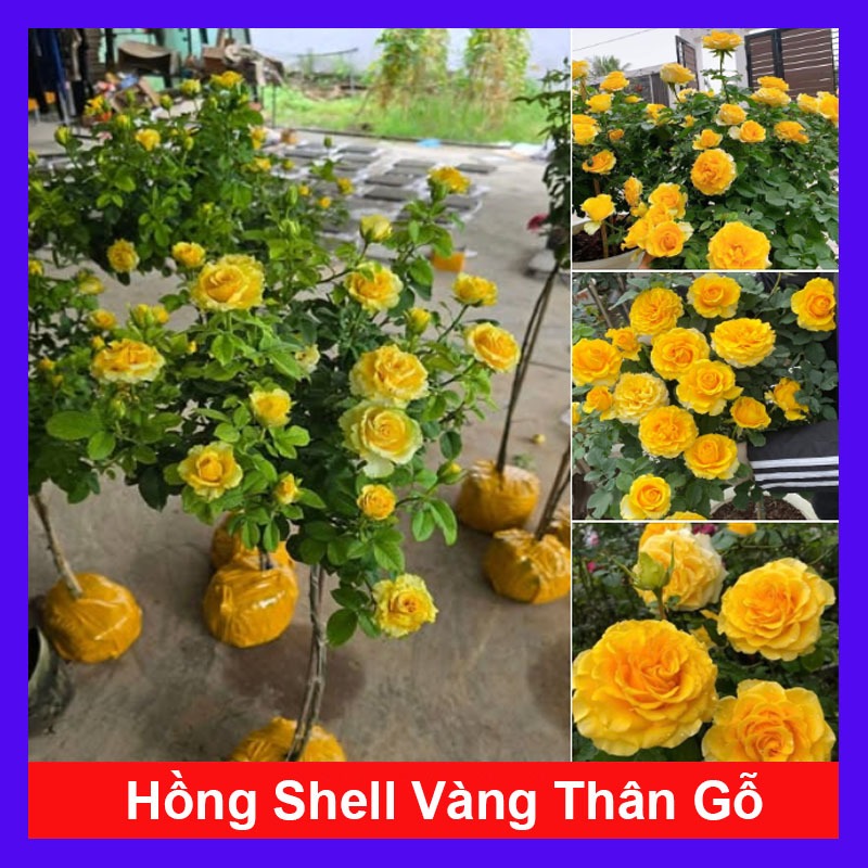Chậu cây hoa hồng thân gỗ ( hoa hồng Shell Vàng cây 1 cốt dáng tree 3 ...