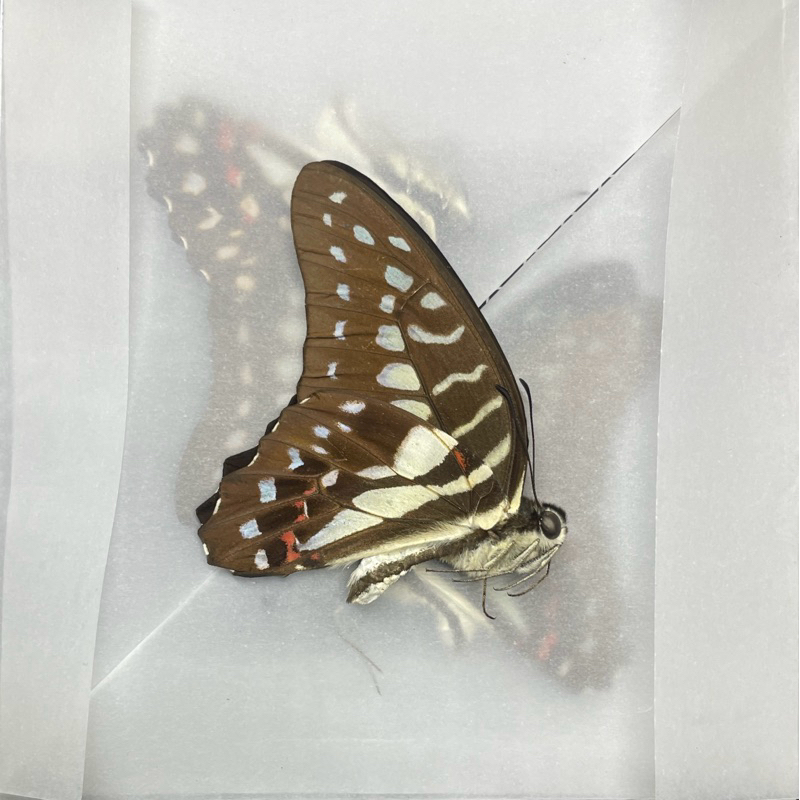 Mẫu vật Graphium meyeri | Shopee Việt Nam