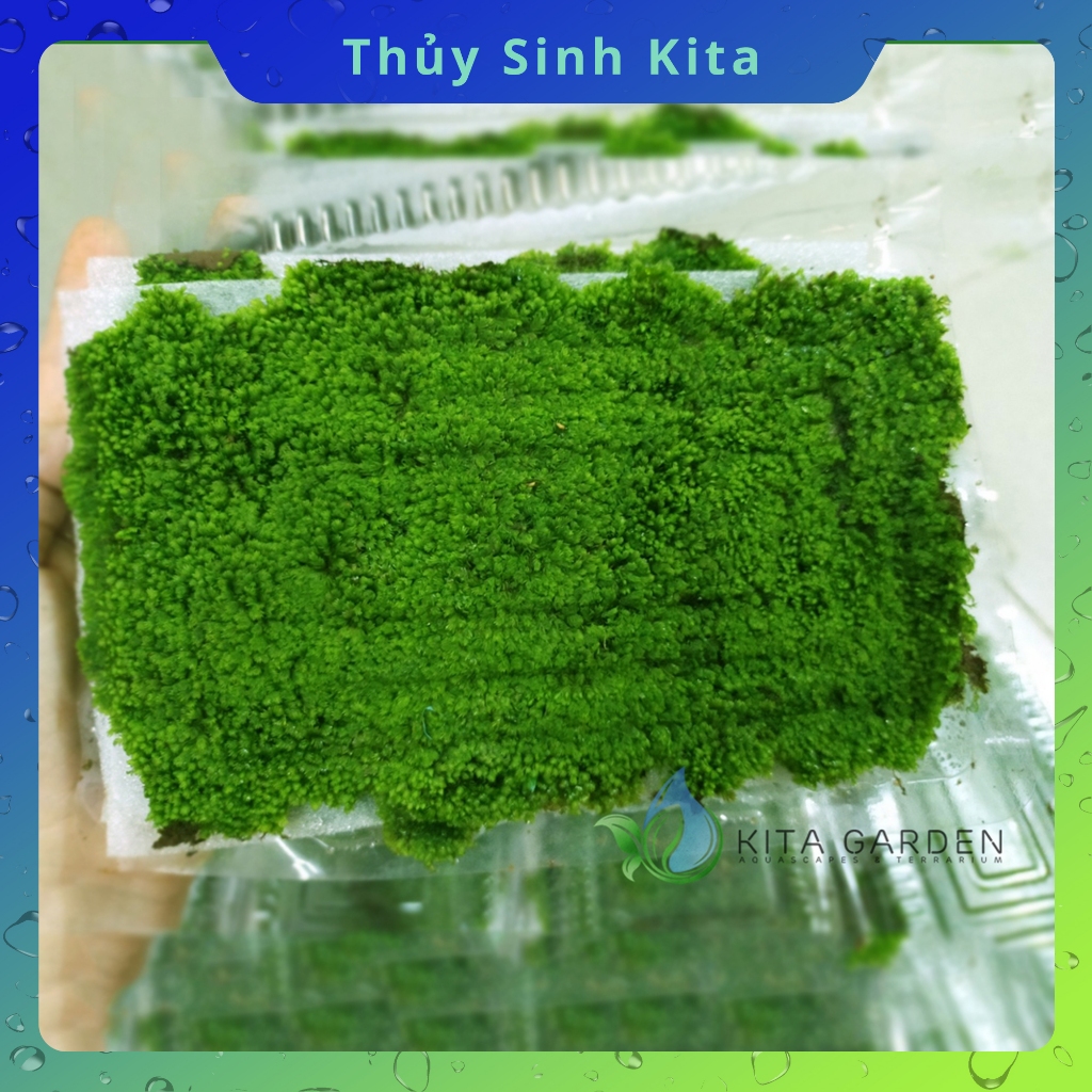 Rêu Mini Fiss | Rêu Minifiss Thảm Trải Nền Bể Cá Thuỷ Sinh Cực Đẹp ...