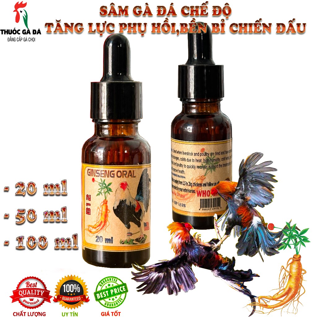 Sâm B12 giúp gà đá tăng sự dẻo dai bền Bỉ kéo dài thời gian chiến đấu ...