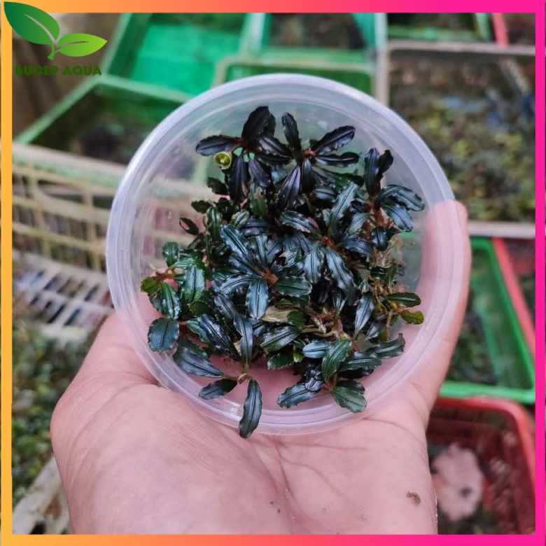 Bucep Mini Phantom lá cạn - cây thủy sinh điểm bố cục | Shopee Việt Nam
