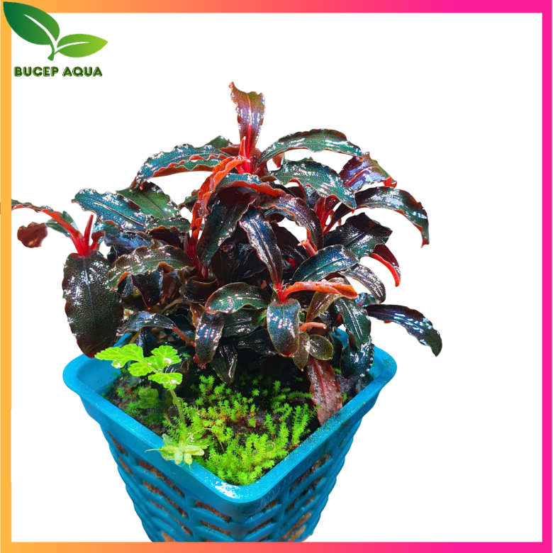Bucep Super red - bucep siêu đỏ - lá cạn | Shopee Việt Nam